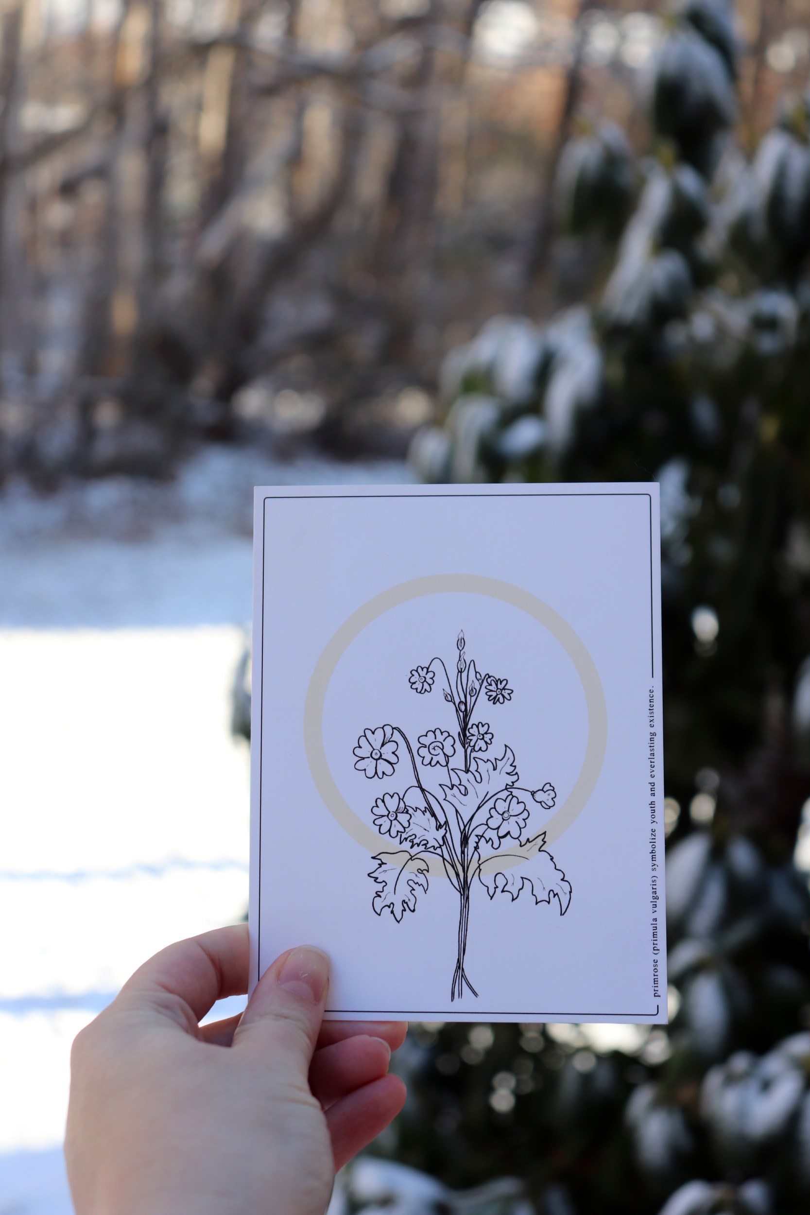 Primrose Flower Meaning - February Birth Flower